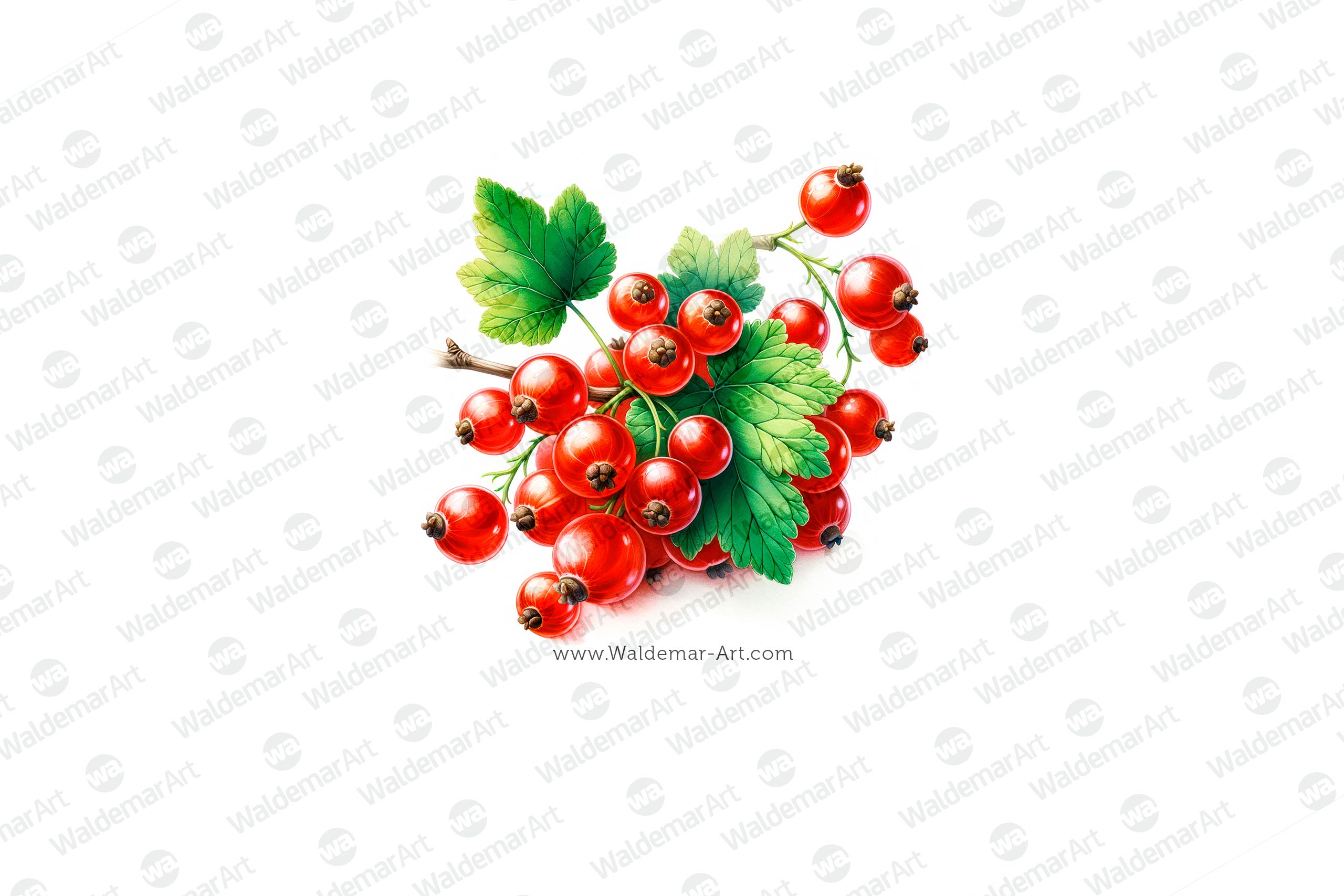 The watercolor illustration of red currant, highlighting the vibrant ...