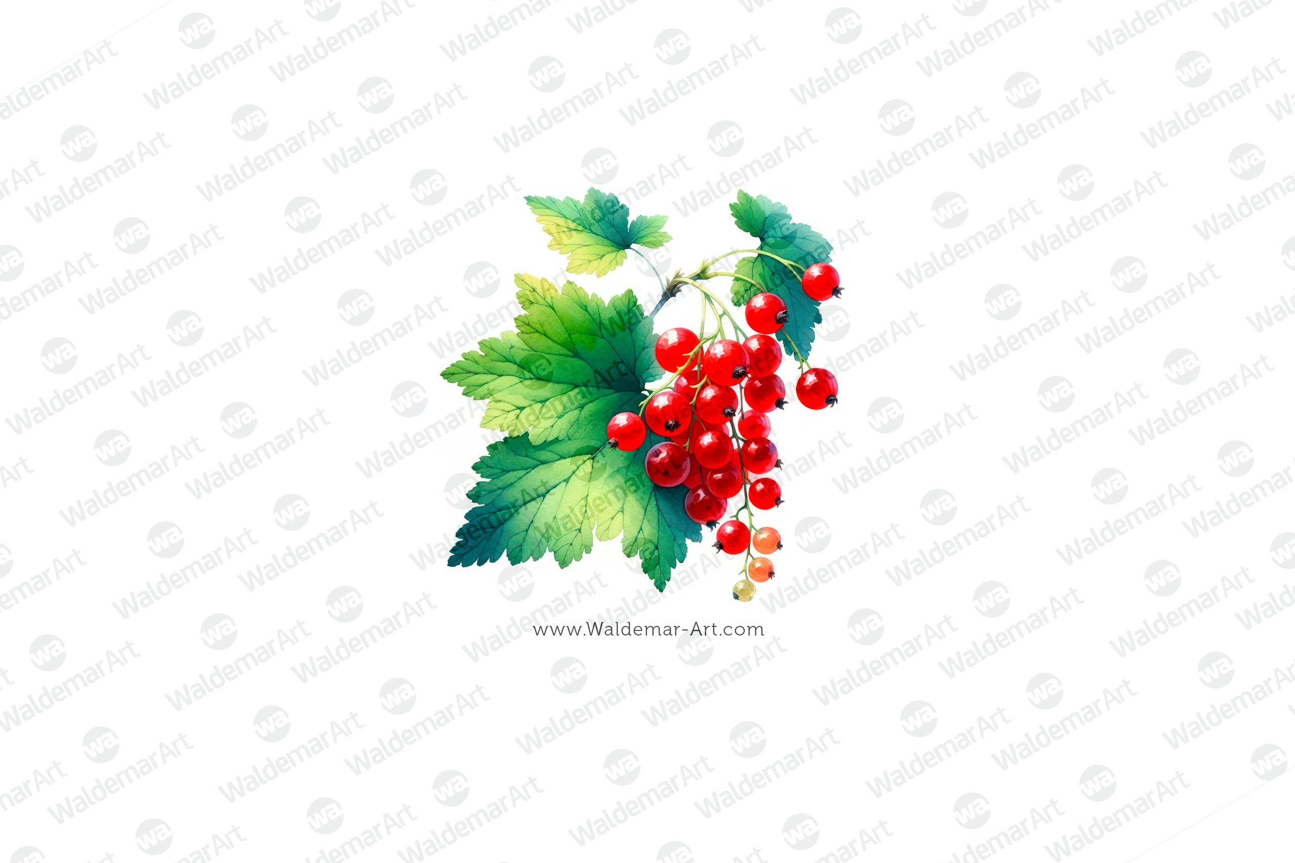 Watercolor Illustration features red currants in a minimalist style ...
