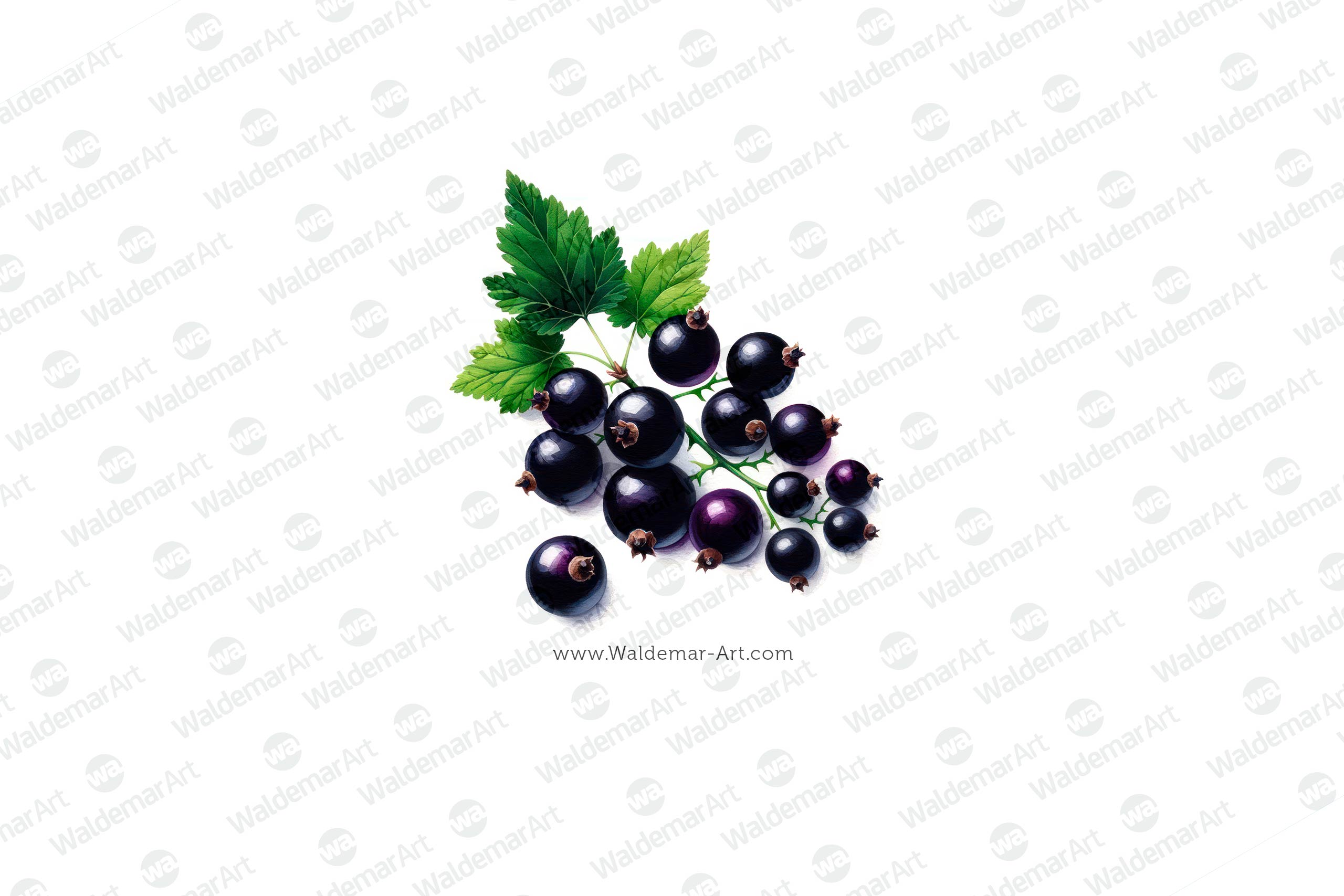 Digital Watercolor Illustration of Black Currant berries in a ...